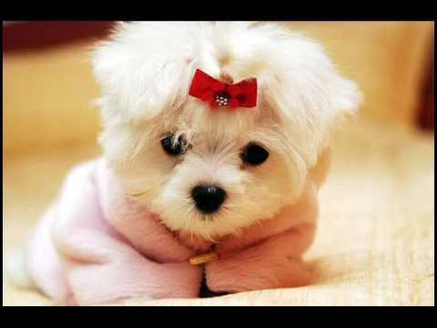 Cute Dogs | 3v14 aka 3,14 aka pi