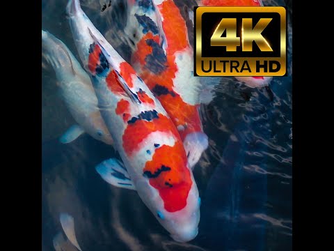 Japanese Nishikigoi Koi Ponds - 2 and 1/2 Hours