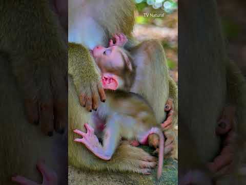 TV Natural-162