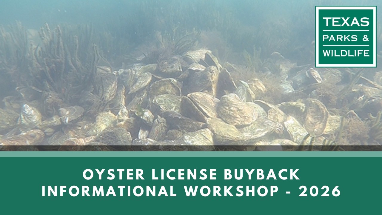 Informational Webinar | Oyster License Buyback 2026