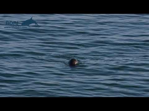 Eurasian Otter in coastal waters of Galicia, NW Spain