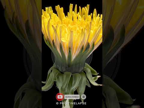 YELLOW DANDELION Time Lapse #shorts