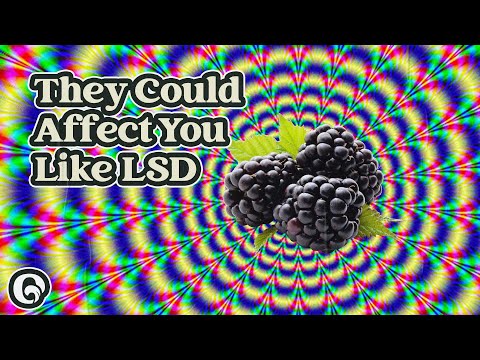 Foods That Make You Hallucinate