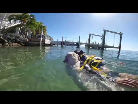 Yellow Labrador Service Dog saves woman from drowning! Train like you fight!