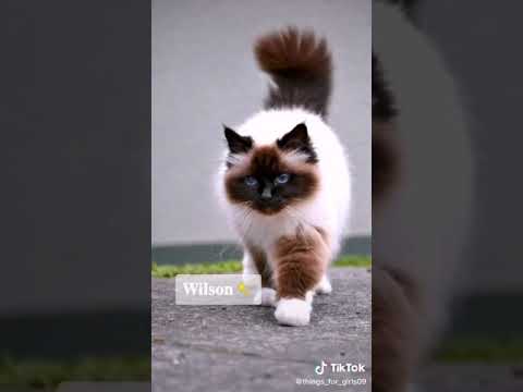 nombres para gatosπΊ