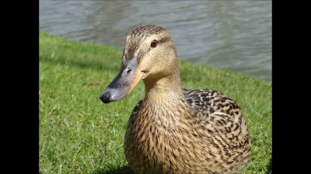 Ducks, by Frederick William Harvey