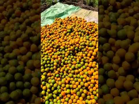 Oranges - Wholesale Price & Mandi Rate for Oranges in India