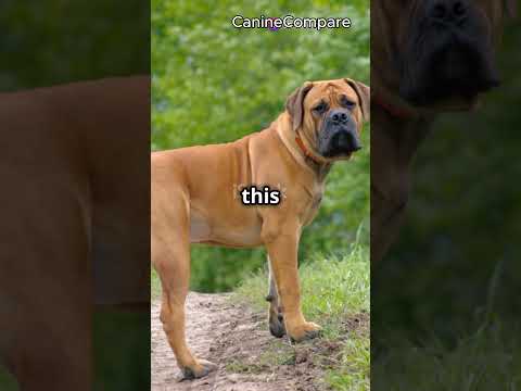 Tosa Inu vs. Boerboel: Ultimate Guardian Dog Showdown! 🐕🔥
