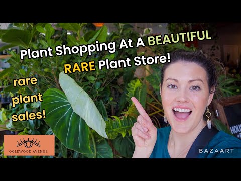 $19 RARE Jade Scindadpsus! Plant Shopping at Oglewood Avenue Plant Shop! Knoxville, Tennessee