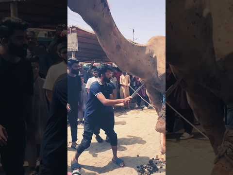 camel cutting#shorts#youtubeshorts#viral#viralshorts#camel#animals#cuttingskills#trending#