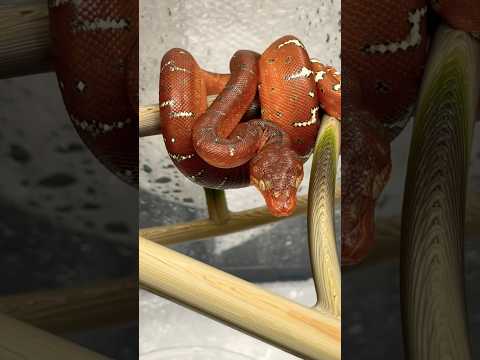 Baby Northern Emerald Tree Boas that were produce here in the Trap. 😎🐍🔥