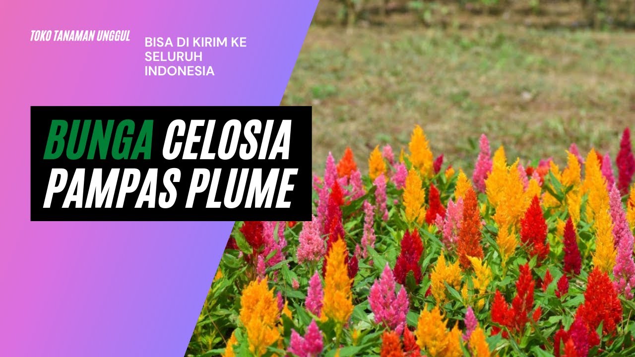 Benih Bibit Bunga Celosia Pampas Plume Mix | Jual Benih tanaman Unggul