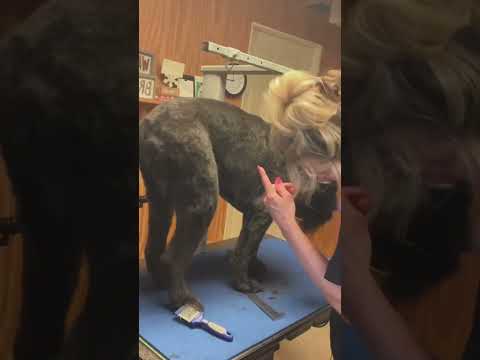 I groomed this Big Dog in 2.5 hours start to finish! You can tooπ
