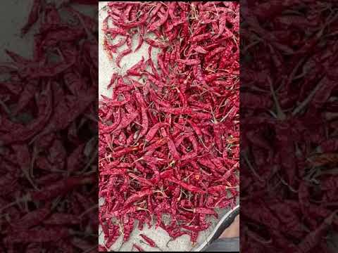 Chilli - Wholesale Price & Mandi Rate for Fresh Chilli
