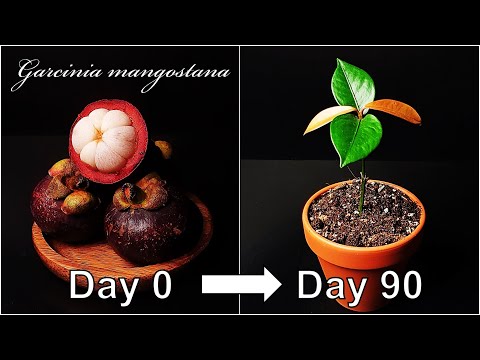 How to grow Mangosteen|Growing Mangosteen from seed|How to grow #66 Mangosteen|Eng Sub