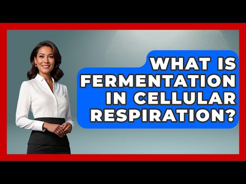 What Is Fermentation In Cellular Respiration? - Biology For Everyone