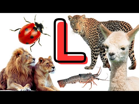 Animal - Fascinating World of Animals - Name of Animal That Start with L - English Language Speaking