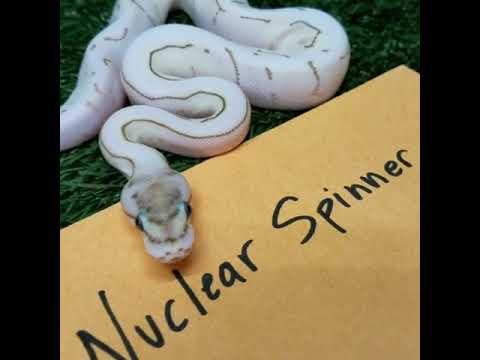 Different types of snake names