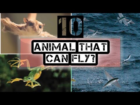 10 ANIMALS OTHER THAN BIRDS THAT CAN FLY | Unknown facts about Animals