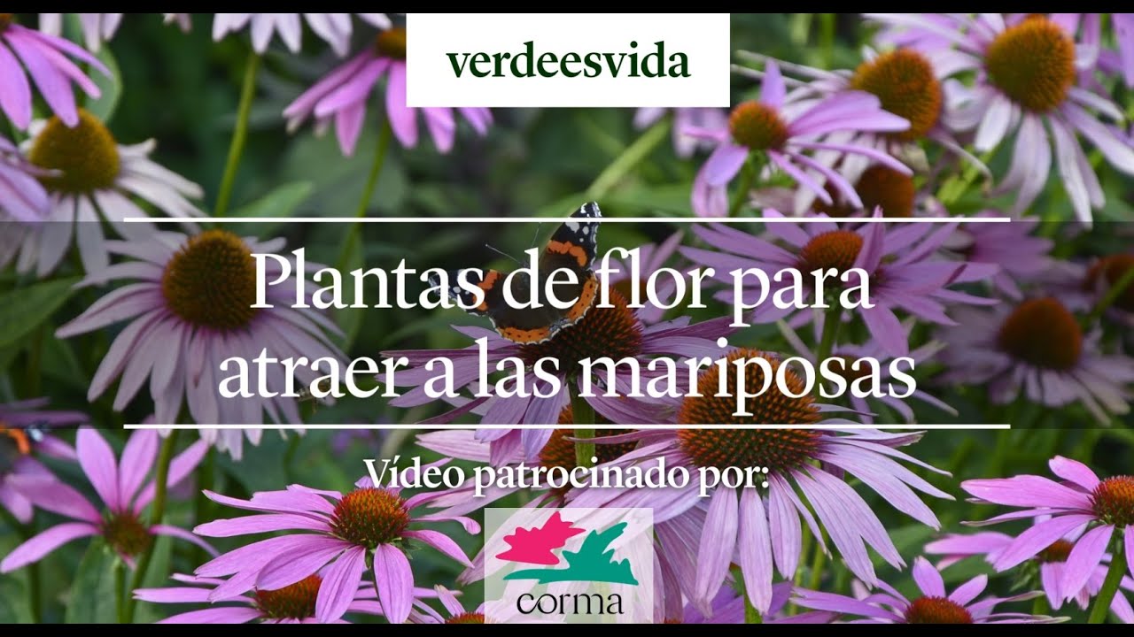 Plantas de flor para atraer a las mariposas