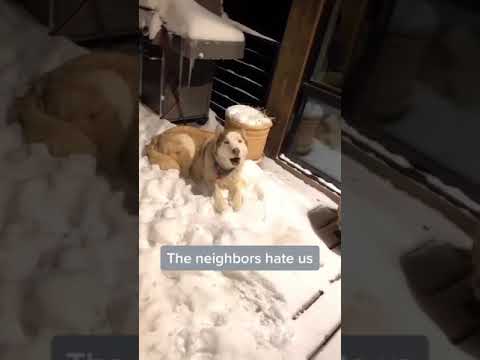 Husky wants to sleep in the snow