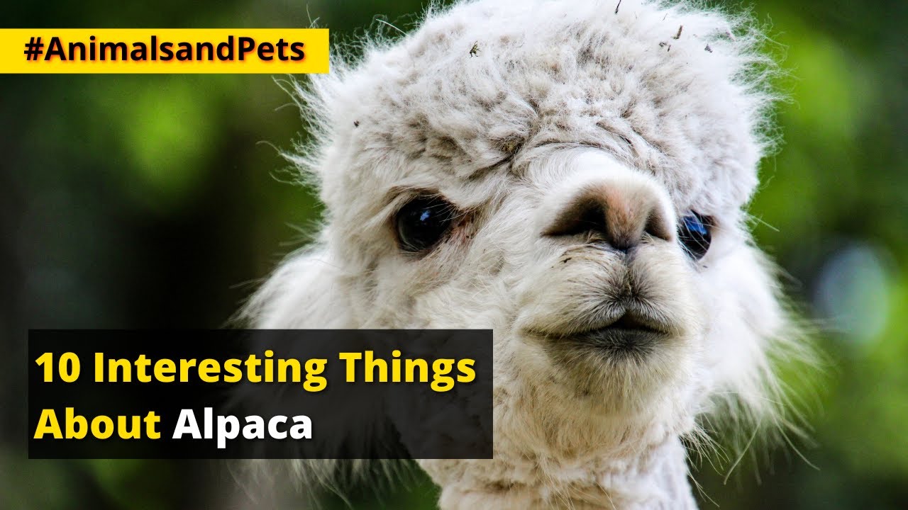 10 Interesting Things You Didn’t Know About Alpaca | #AnimalsandPets