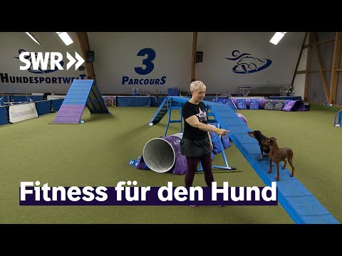 Alles für den Hund: Agility-Kurs, Erziehungstipps & Reha beim Tierphysiotherapeuten | SWR Treffpunkt