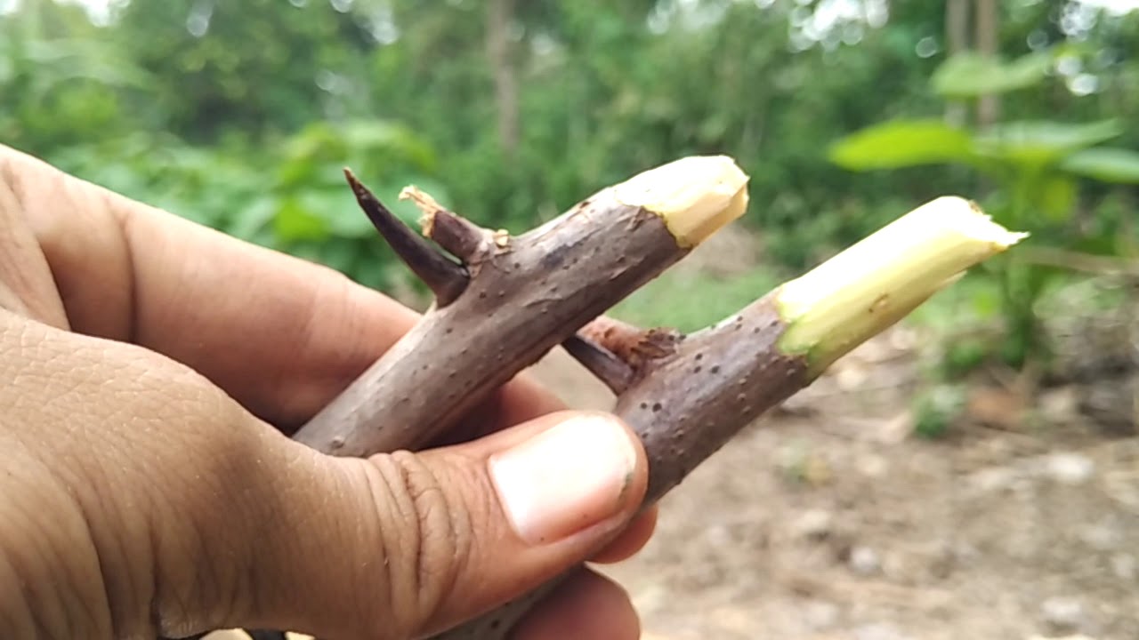 Teknik jitu Cara menanam Bougenville dengan cara stek batang cepat muncul akar dan tunas || Teknik 2