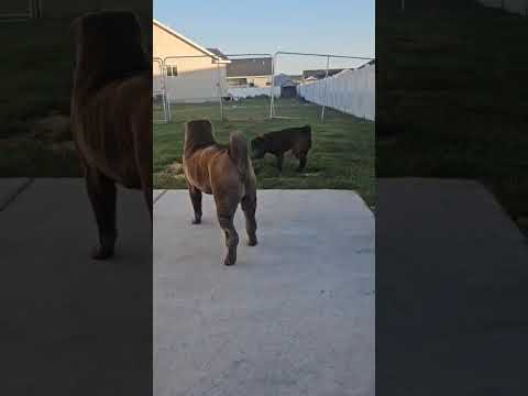 Video of adoptable pet named Daisy