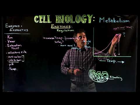 Effects of Temperature and pH on Enzyme Activity