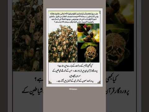 tree looks like Shaitan's head | mentioned in Quran #shorts #tree #shaitan