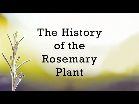 The History of the Rosemary Plant