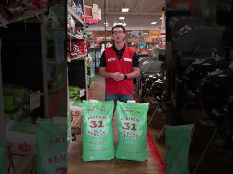DLF Kentucky-31 Tall Fescue Grass Seed Mix | Tractor Supply Co.