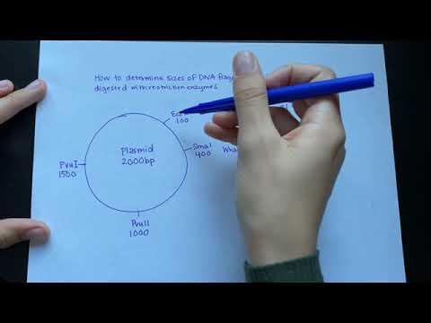 How to determine DNA fragment sizes from plasmid digested with restriction enzymes