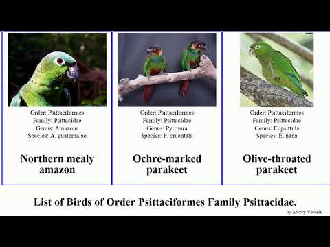 Birds of Order Psittaciformes Family Psittacidae