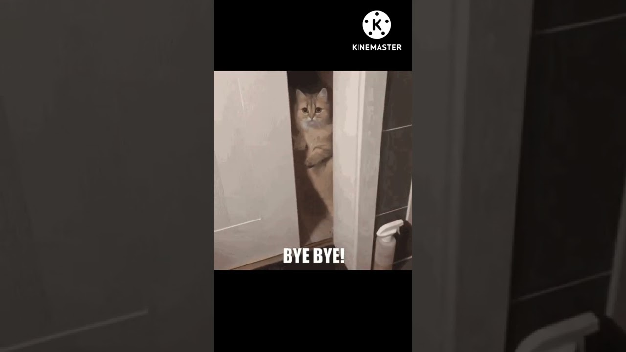 cat saying BYE BYE... #shorts #gifs #funnyvideos #funnycatsvideos