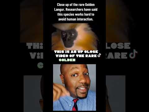 Rare Golden Langur That doesn't like to be seen by humans