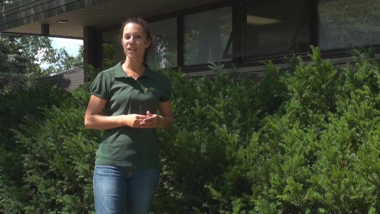 Introduction to Wisconsin Native Plants