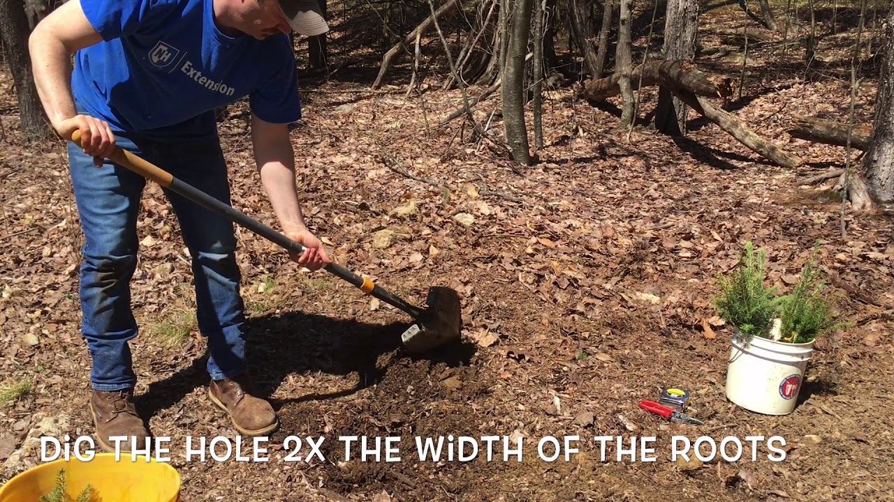 How to Plant Bare Root Seedlings