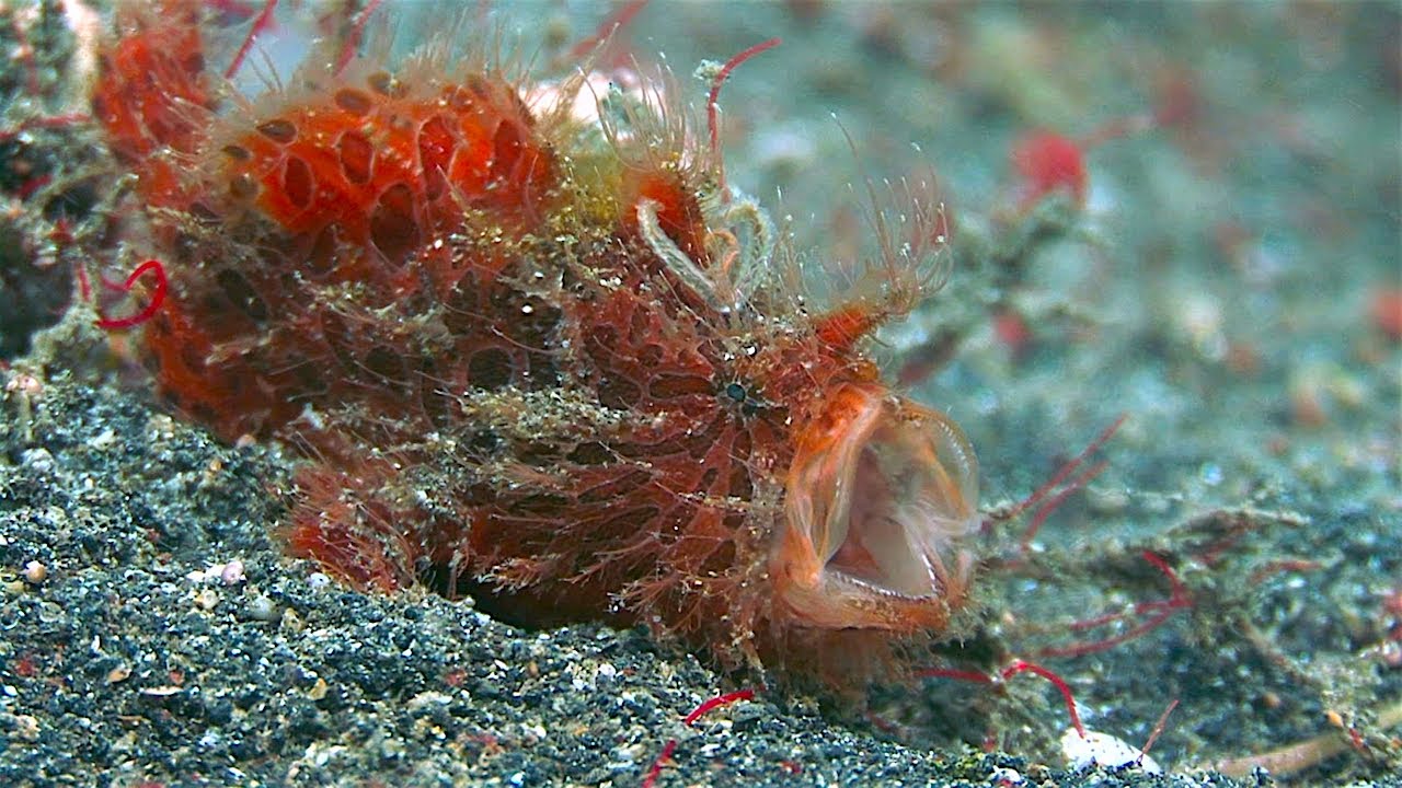 Frogfish Is Master Of Camouflage - Curious Creatures