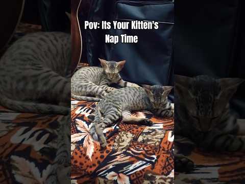 Cuteness Overload: Kittens Cuddling & Napping Together #sleepykitty #naptime #kittenvideo #cutecats