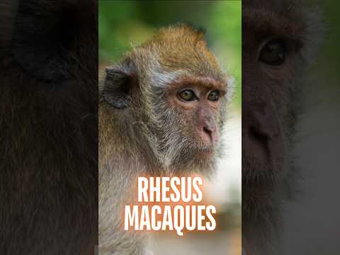 2 Critical Mistakes to Avoid When a Rhesus Macaque Monkey Approaches You