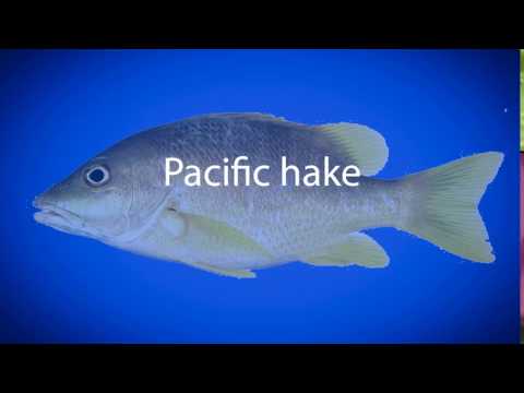 How to pronounce Pacific hake