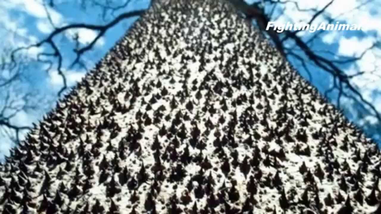 Top 10 trees have thorns most dangerous