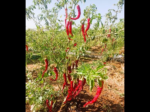 Dry Red Chilli - Dry Red Chili Latest Price, Manufacturers & Suppliers