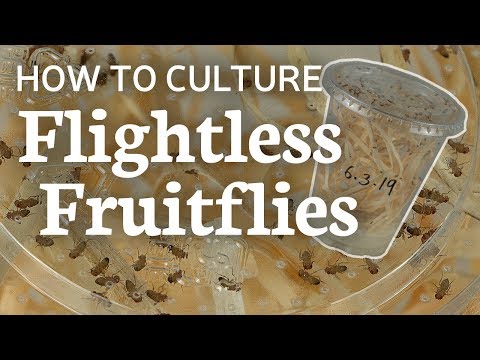 Flightless Fruitflies 101: How to Raise and Culture