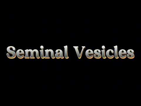 How to Pronounce Seminal Vesicles in English 2024