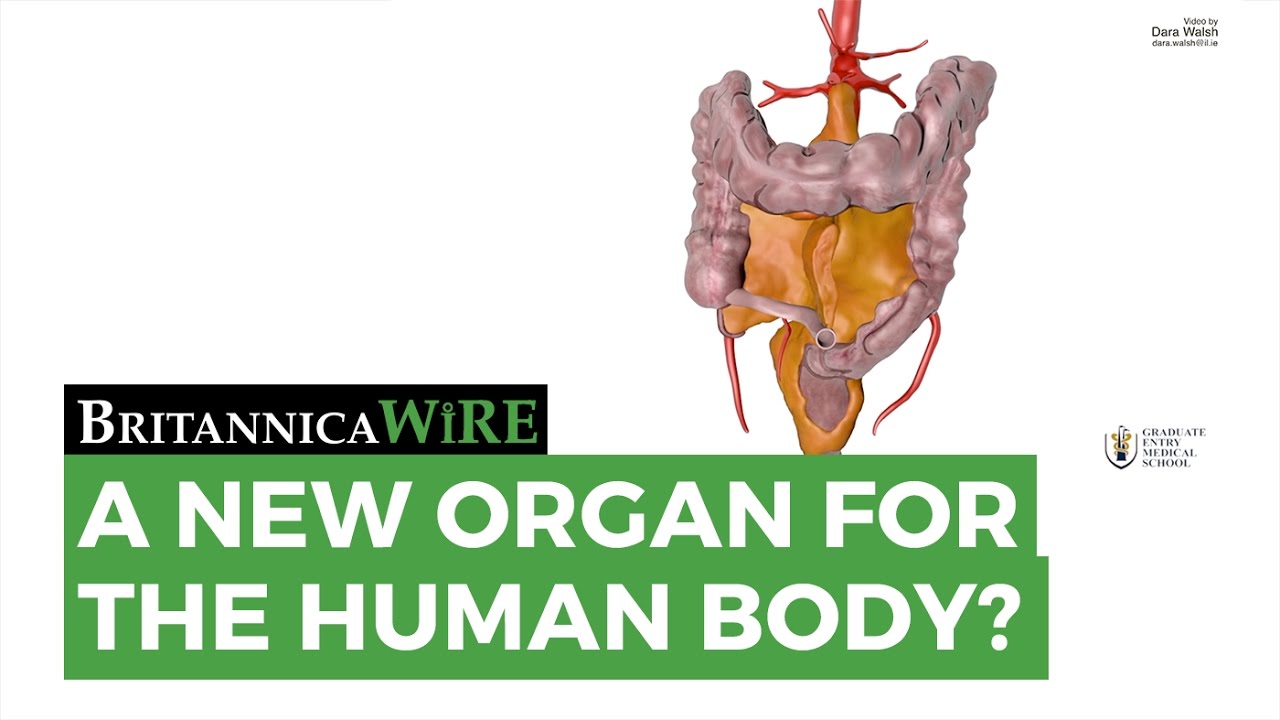 BRITANNICA WIRE: A new organ for the human body? | Encyclopaedia Britannica