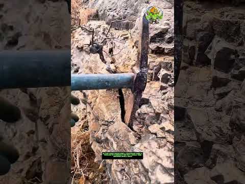 Digging Out a Tree from a Rock with a Pickaxe | Unusual Plant Removal