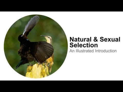 Natural Selection & Sexual Selection: An Illustrated Introduction ...